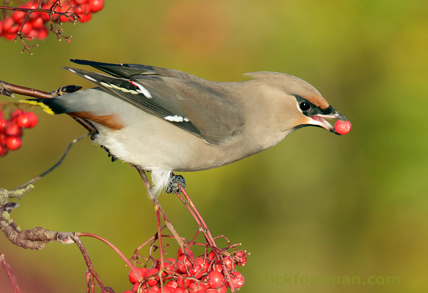 dickforsman.com» Blog Archive » Waxwings!